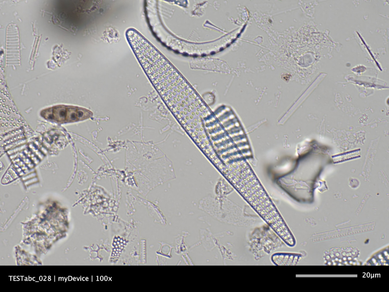 Using a microscope camera in marine research | Jenoptik