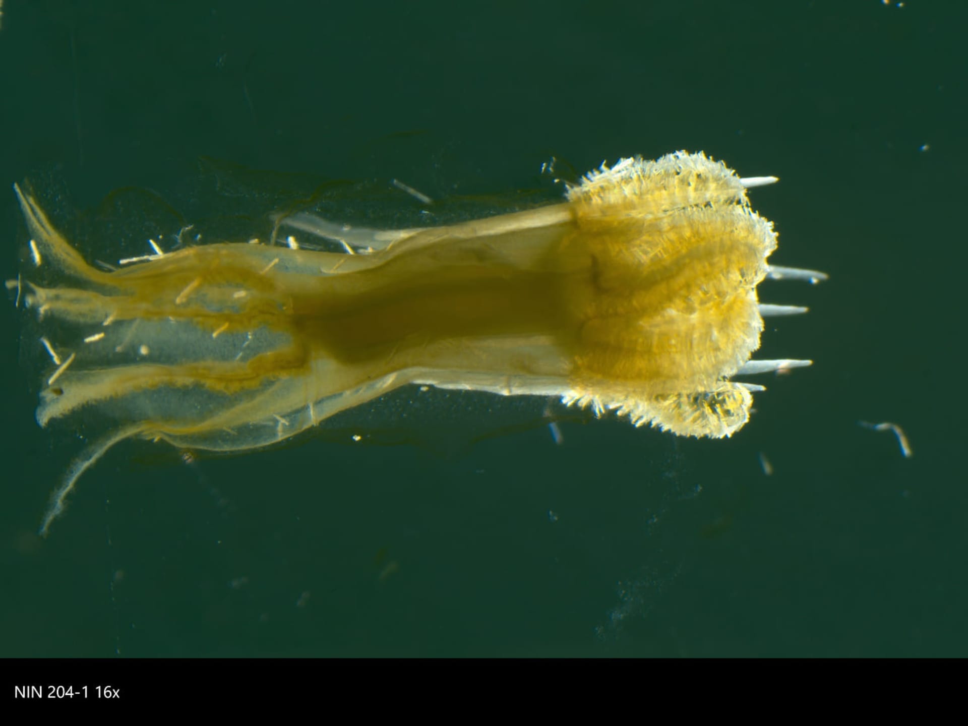 Oceanographers discover unknown bamboo coral | Jenoptik