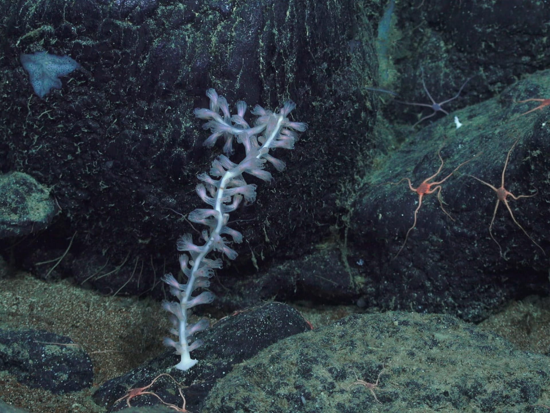 Oceanographers discover unknown bamboo coral | Jenoptik